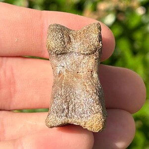 RARE Coelurus Toe Phalange Fossil Theropod Dinosaur Bones Morrison ...