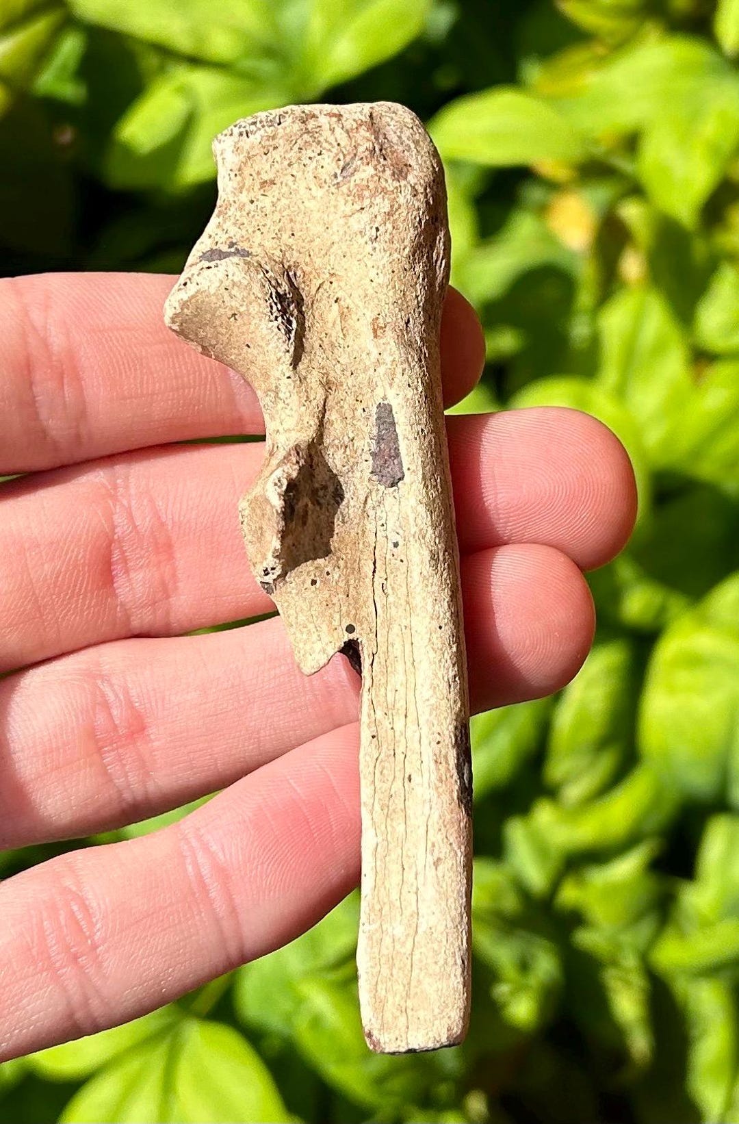 RARE Texas Fossil Smilodon Saber Cat Ulna Bone Pleistocene Ice Age ...
