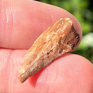 Abelisaur Theropod Dinosaur Tooth Morocco Cretaceous Age Kem Kem Raptor ...