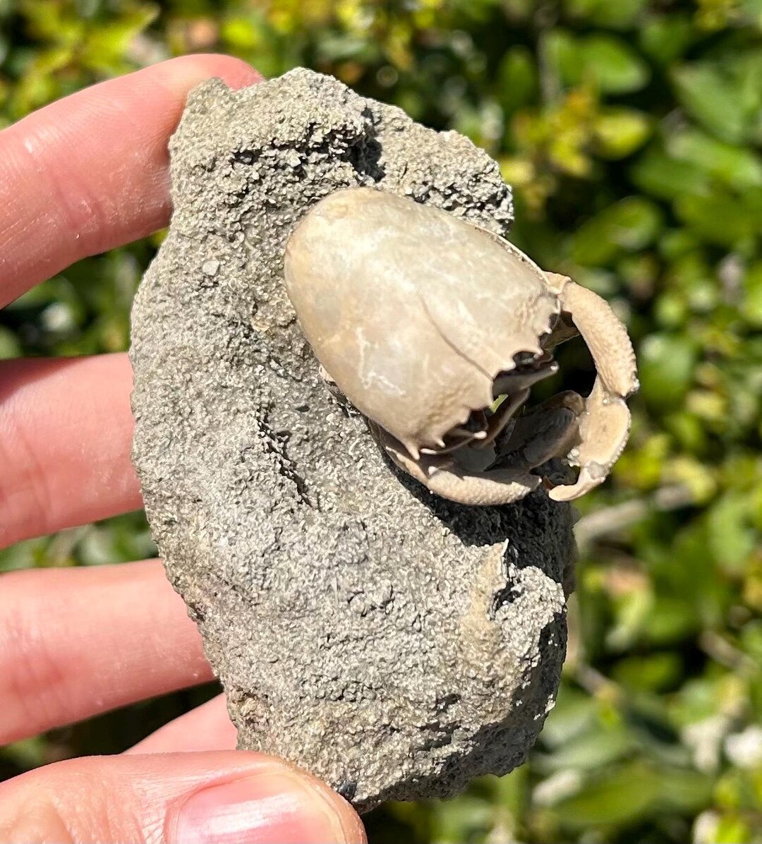 SUPERB Florida Fossil Crab in Matrix Ranilia Muriceta Pliocene ...