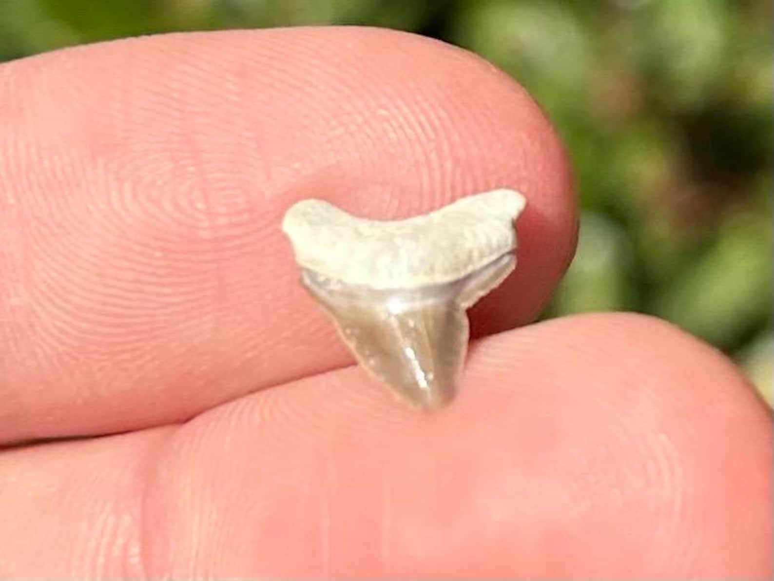 Kansas Fossil Sharks Tooth Squalicorax Cretaceous Crow Shark Teeth ...