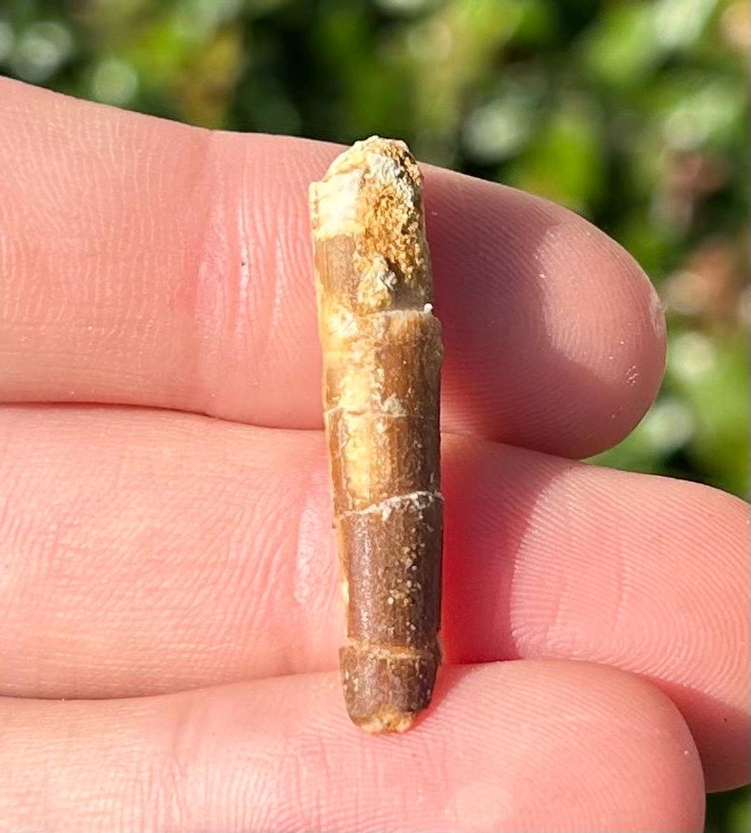 Rare Diplodocid Sauropod Dinosaur Tooth Kem Kem Morocco Cretaceous Age ...