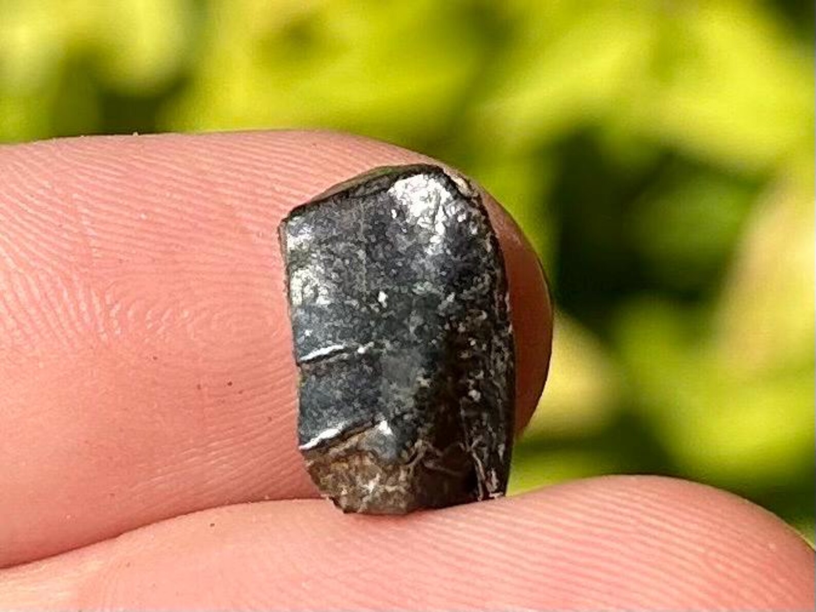 RARE Iguanodon Dinosaur Tooth Fossil Hastings UK Cretaceous Age Dino ...