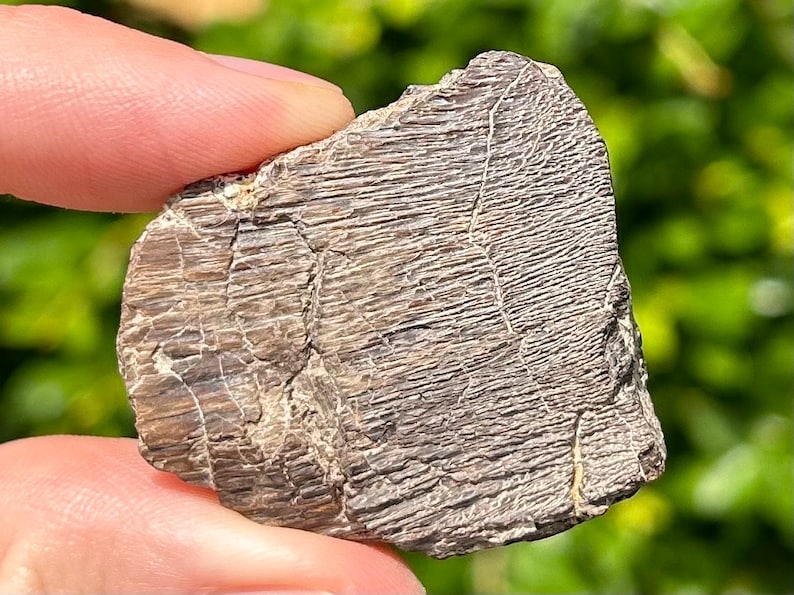 Protostega Fossil Cretaceous Turtle Shell Dinosaur Bones Ozan Formation ...