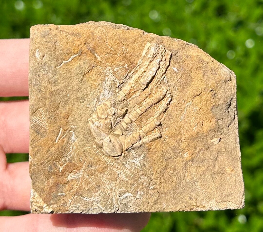 Alabama Fossil Crinoid Fossil in Matrix Oklahomacrinus Alva Bangor ...