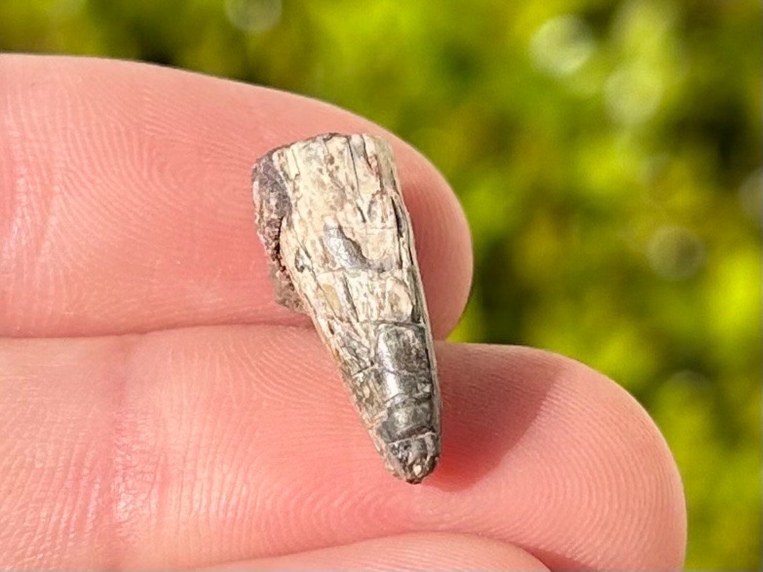 Fossil Crocodile Tooth From Niger Croc Dinosaur Tooth Cretaceous Age ...