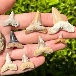 Dakhla Fossil Sharks Teeth LOT OF 10 Macrorhizodus Etc Morocco - Etsy