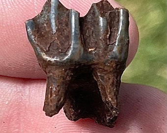 Fossil Deer Tooth - Etsy