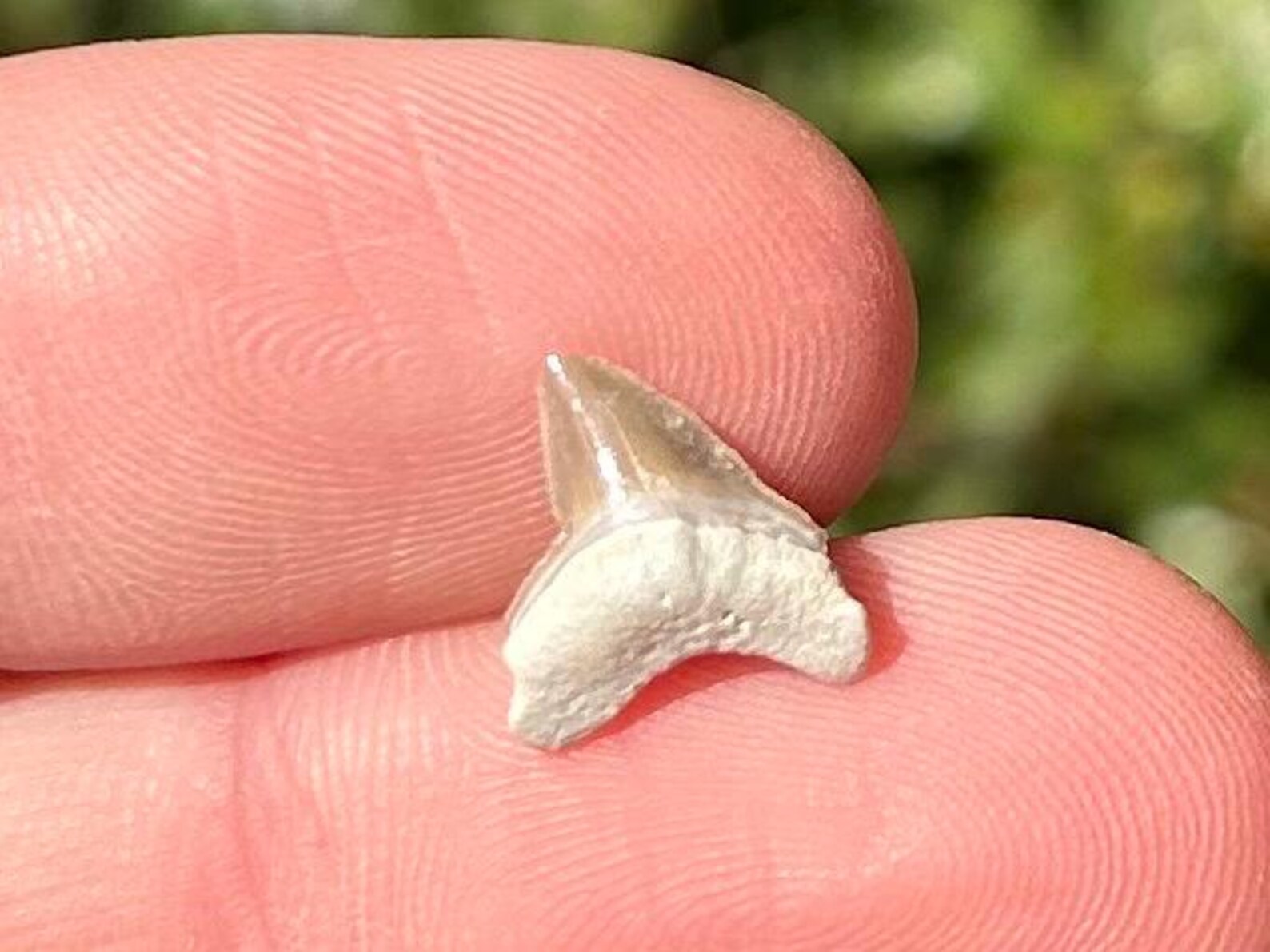 Kansas Fossil Sharks Tooth Squalicorax Cretaceous Crow Shark Teeth ...