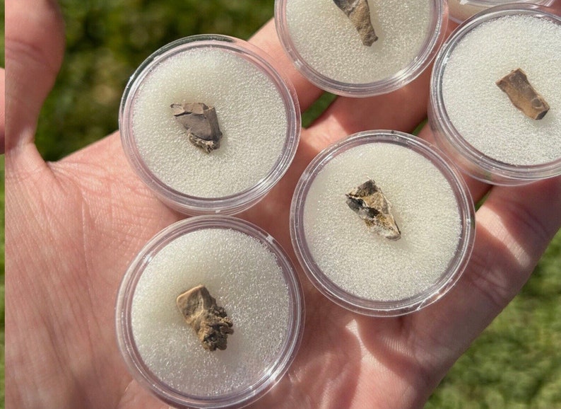 One TRICERATOPS Tooth Dinosaur Teeth Fossils in Case ONE per Purchase ...