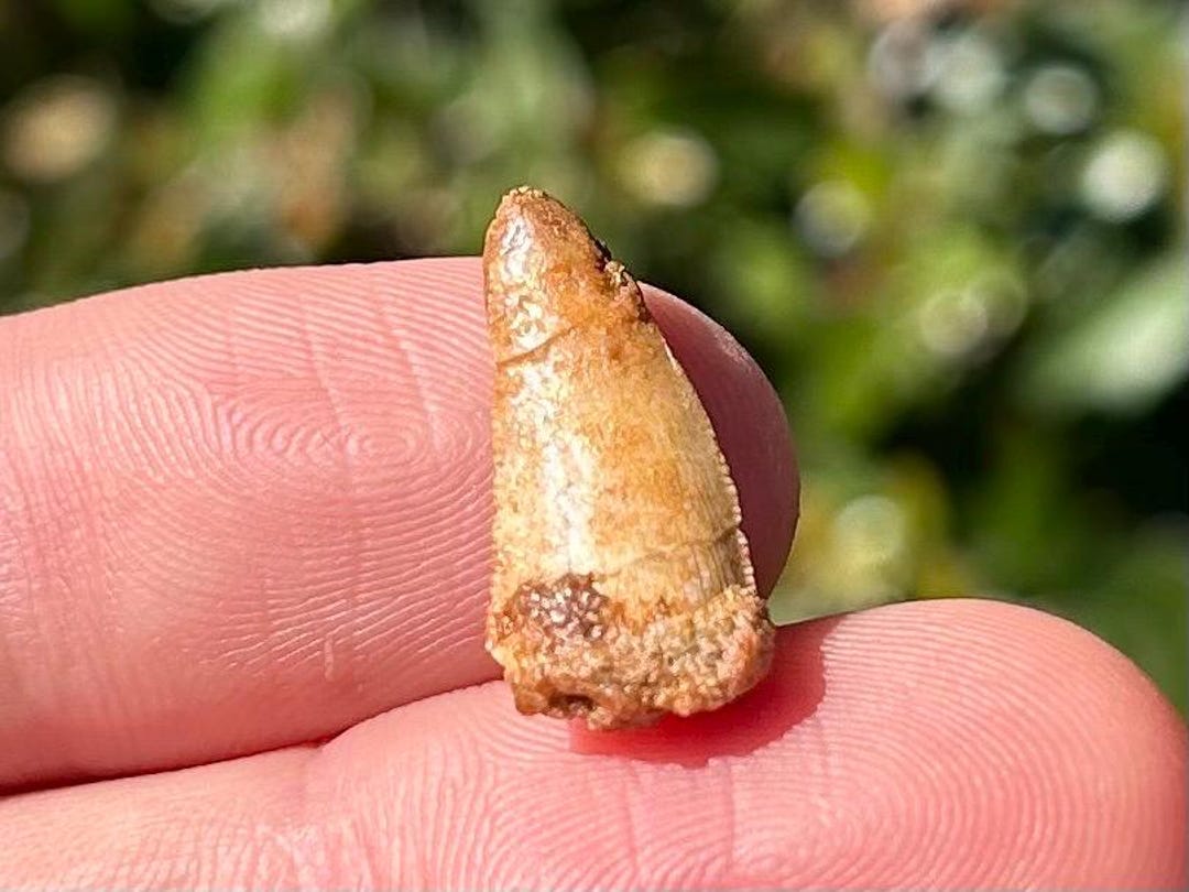 Theropod Dinosaur Tooth Fossil Abelisaur Raptor Kem Kem Morocco ...