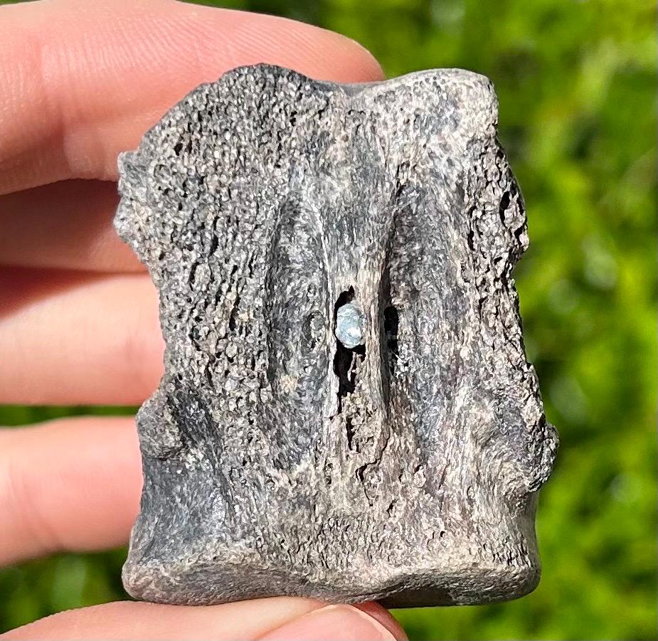 RARE Texas Fossil Smilodon Saber Cat Vertebrae Bone Pleistocene Ice Age ...