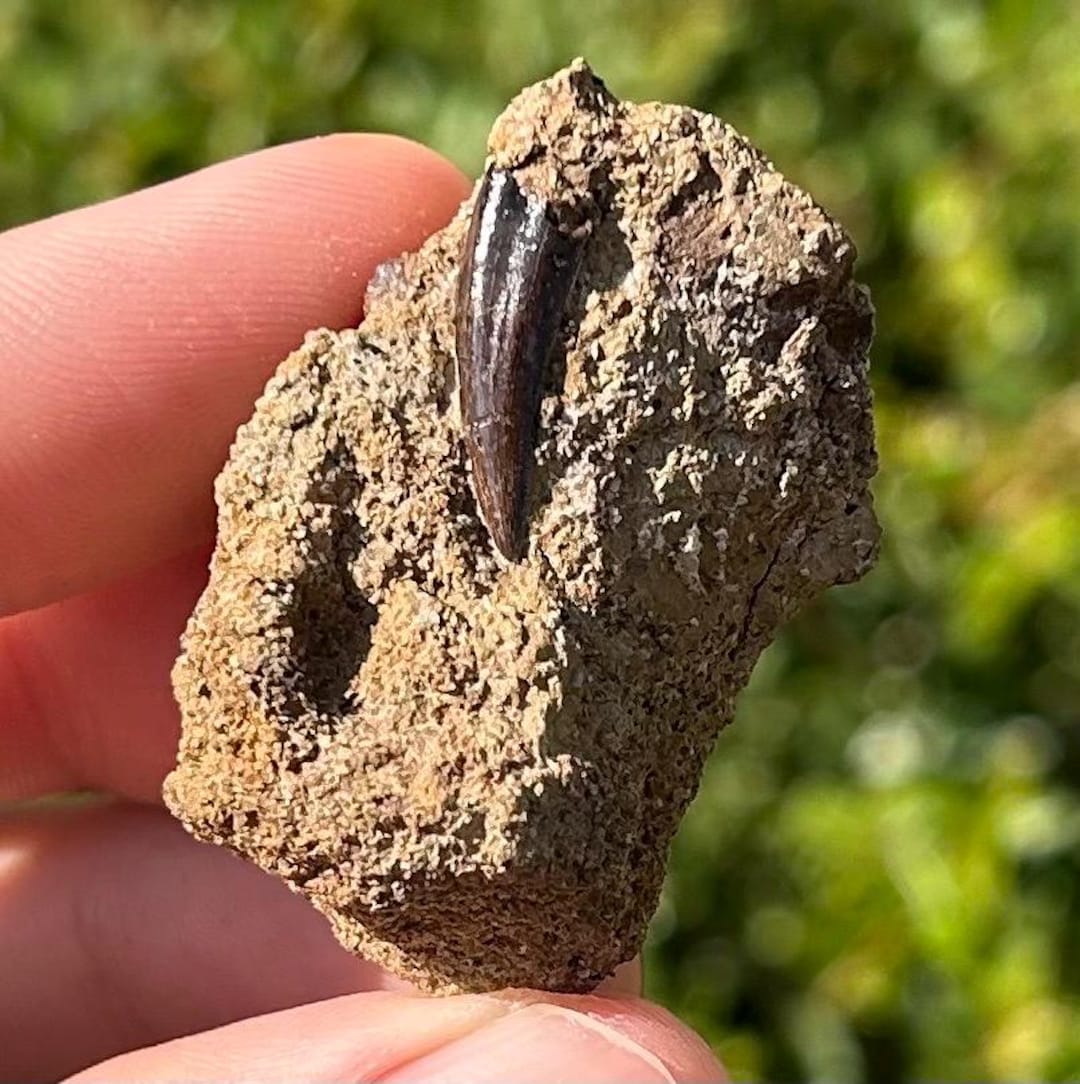 Paronychodon Raptor Dinosaur Tooth in Matrix Fossil Hell Creek Fm ...