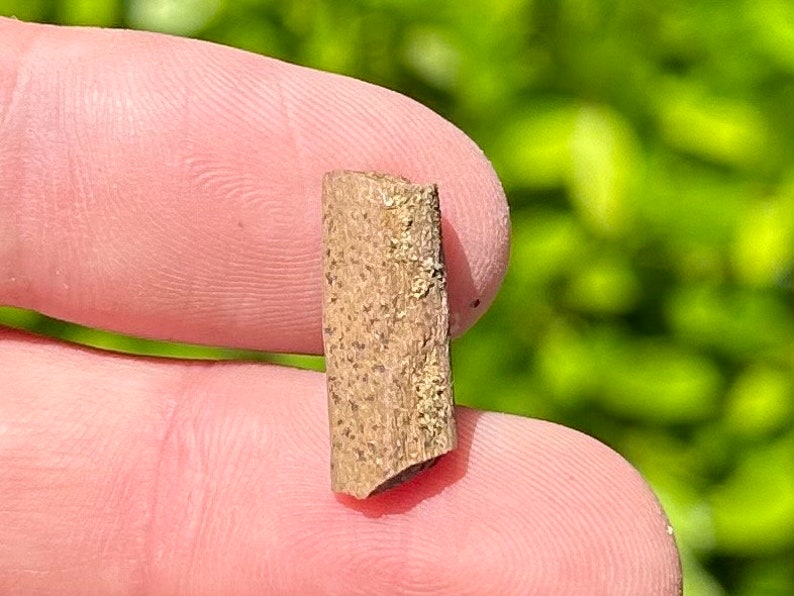 Fossil Hadrosaur Tendon Dinosaur Bones Lance Formation Wyoming ...