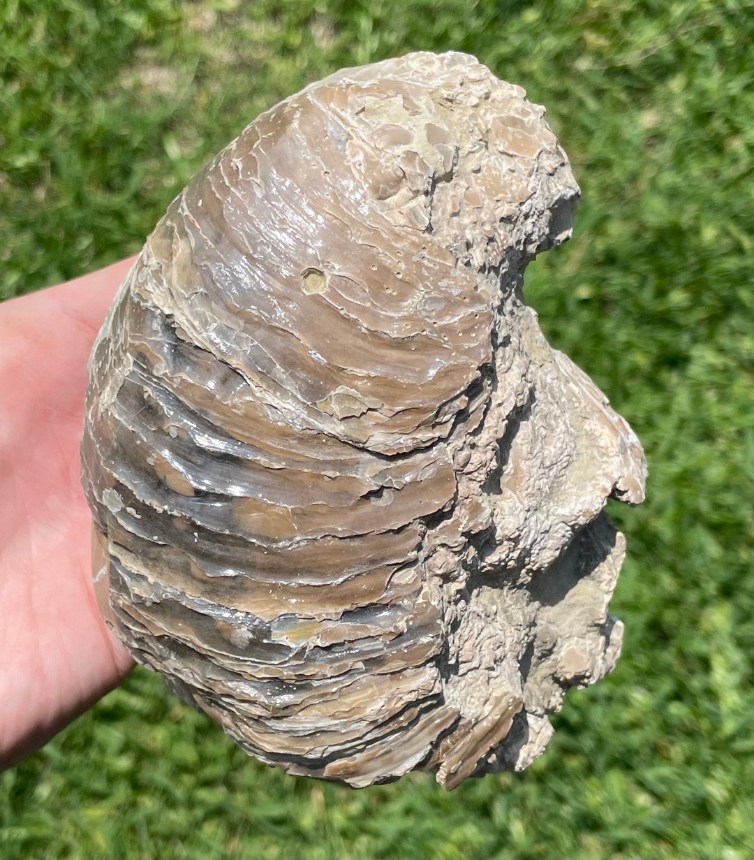 Texas Fossil Bivalve Exogyra Ponderosa HUGE 5.15 Cretaceous Dinosaur ...