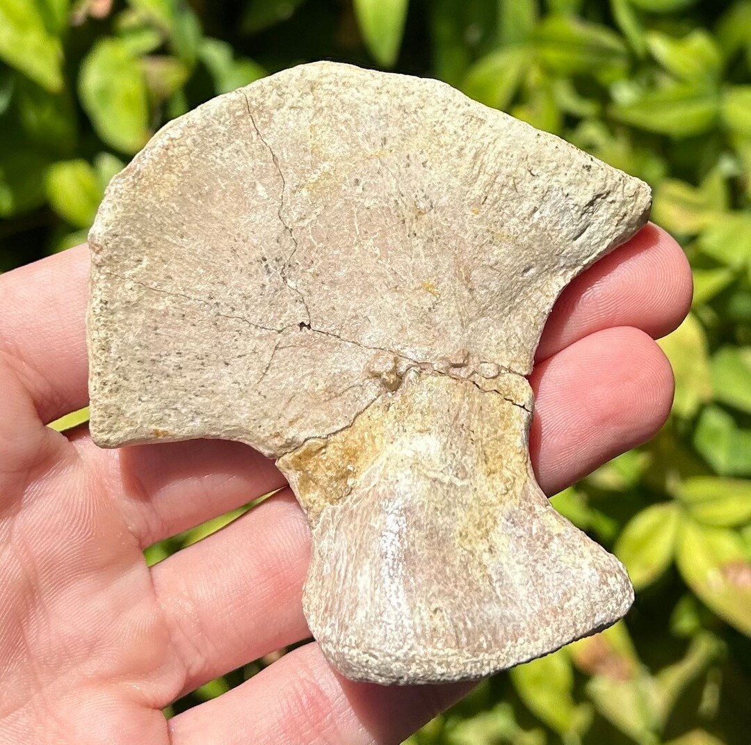 RARE Fossil Mosasaur Radius Alabama Dinosaur Bones Cretaceous Age - Etsy