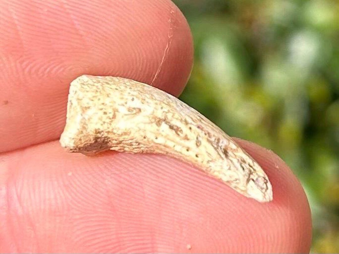 RARE Fossil Turtle Claw Reptile Djadokhta Formation Mongolia Cretaceous ...