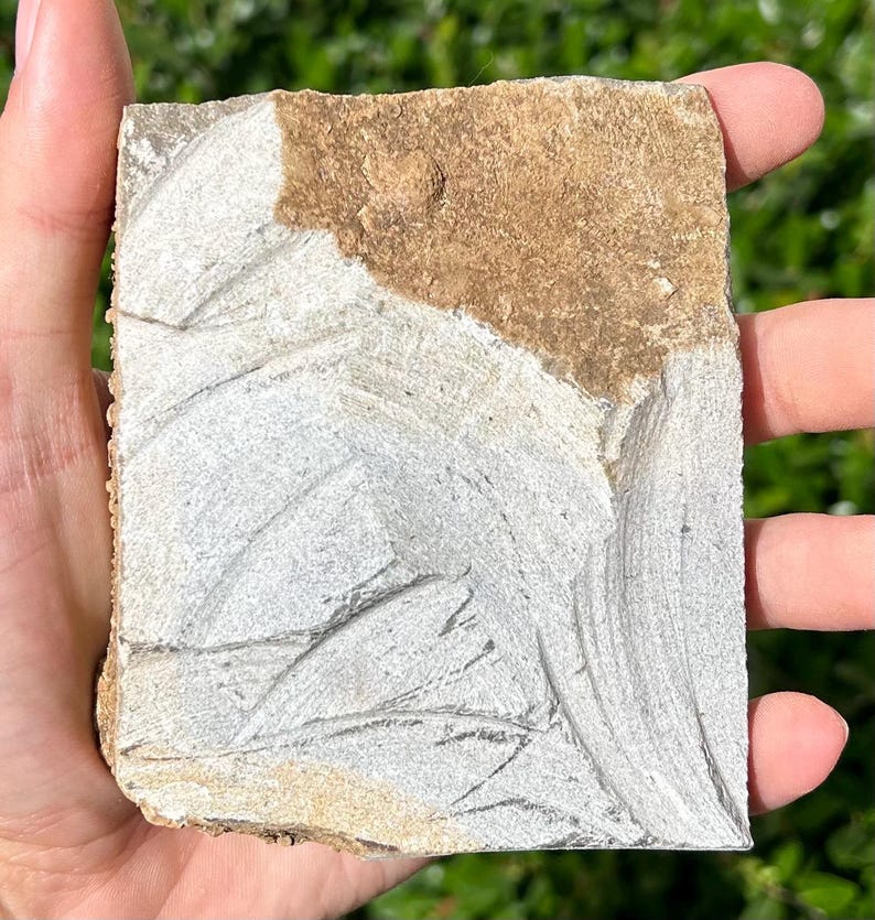 DOUBLE Fossil Crinoids in Matrix Phanocrinus Bangor Limestone Formation ...