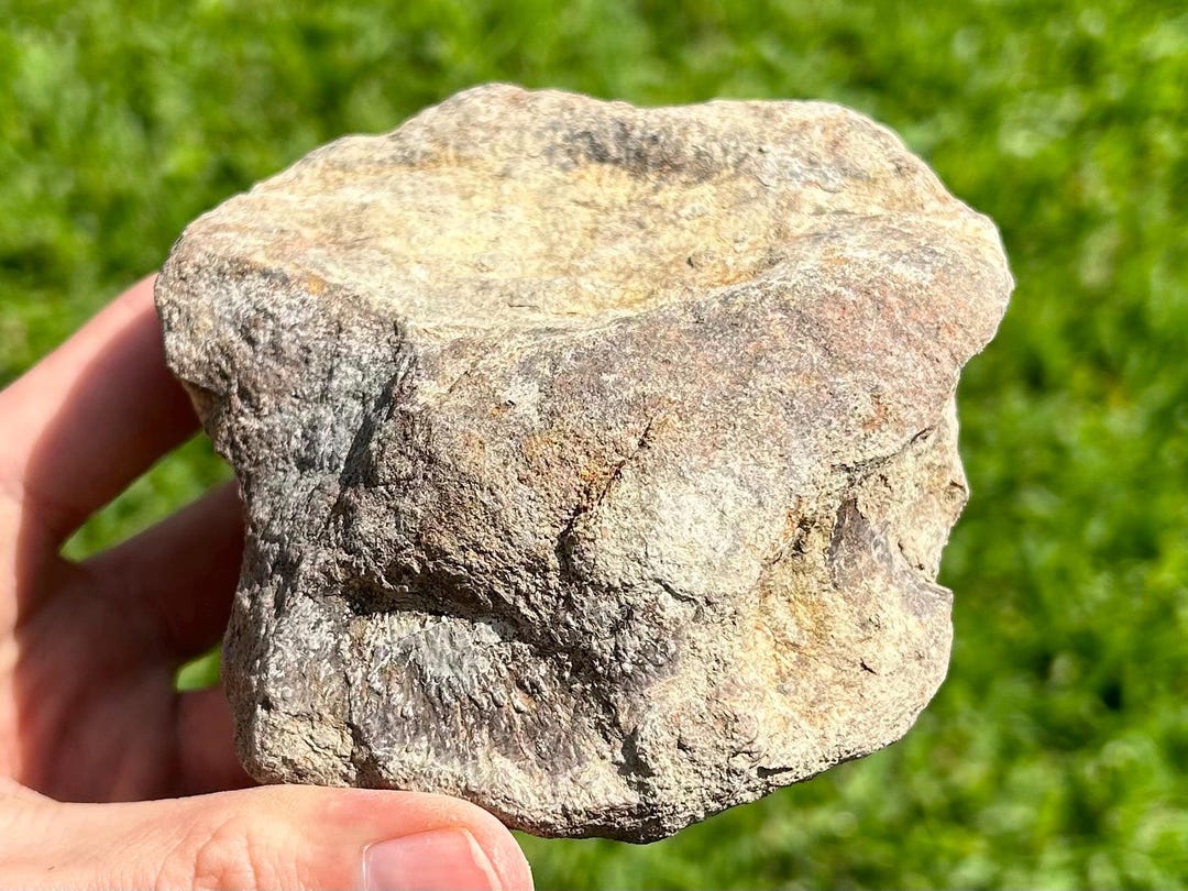 Maiasaura Dinosaur Vertebrae Fossil 4.1” Two Medicine Formation ...