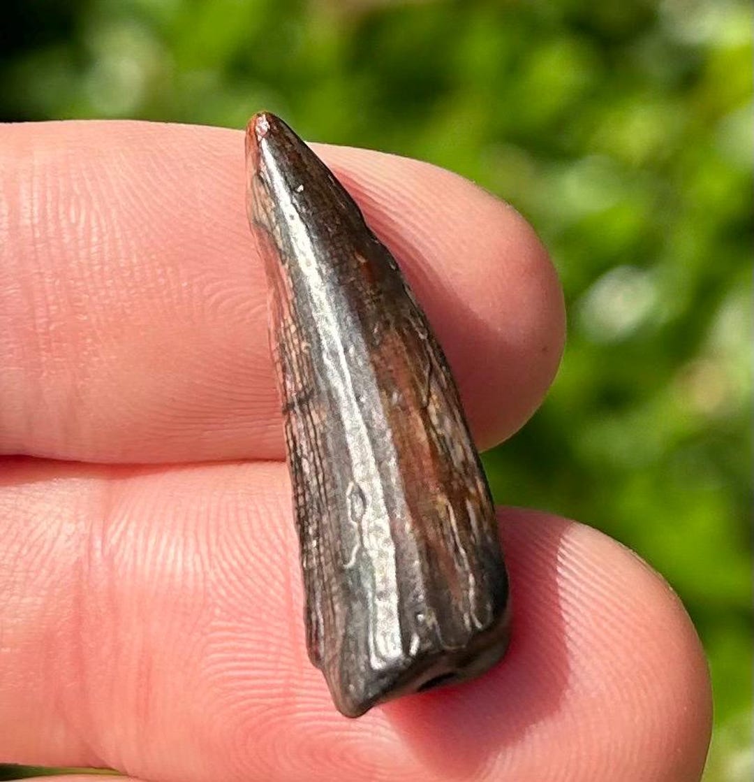 Suchomimus Dinosaur Tooth Fossil From Niger Cretaceous Spinosaurus ...