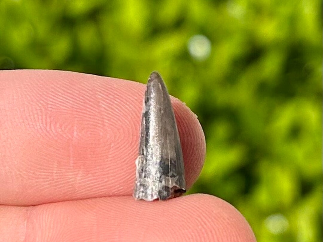 RARE Texas Fossil Ophiacodon Tooth Synapsid Dinosaur Tooth Permian Age ...