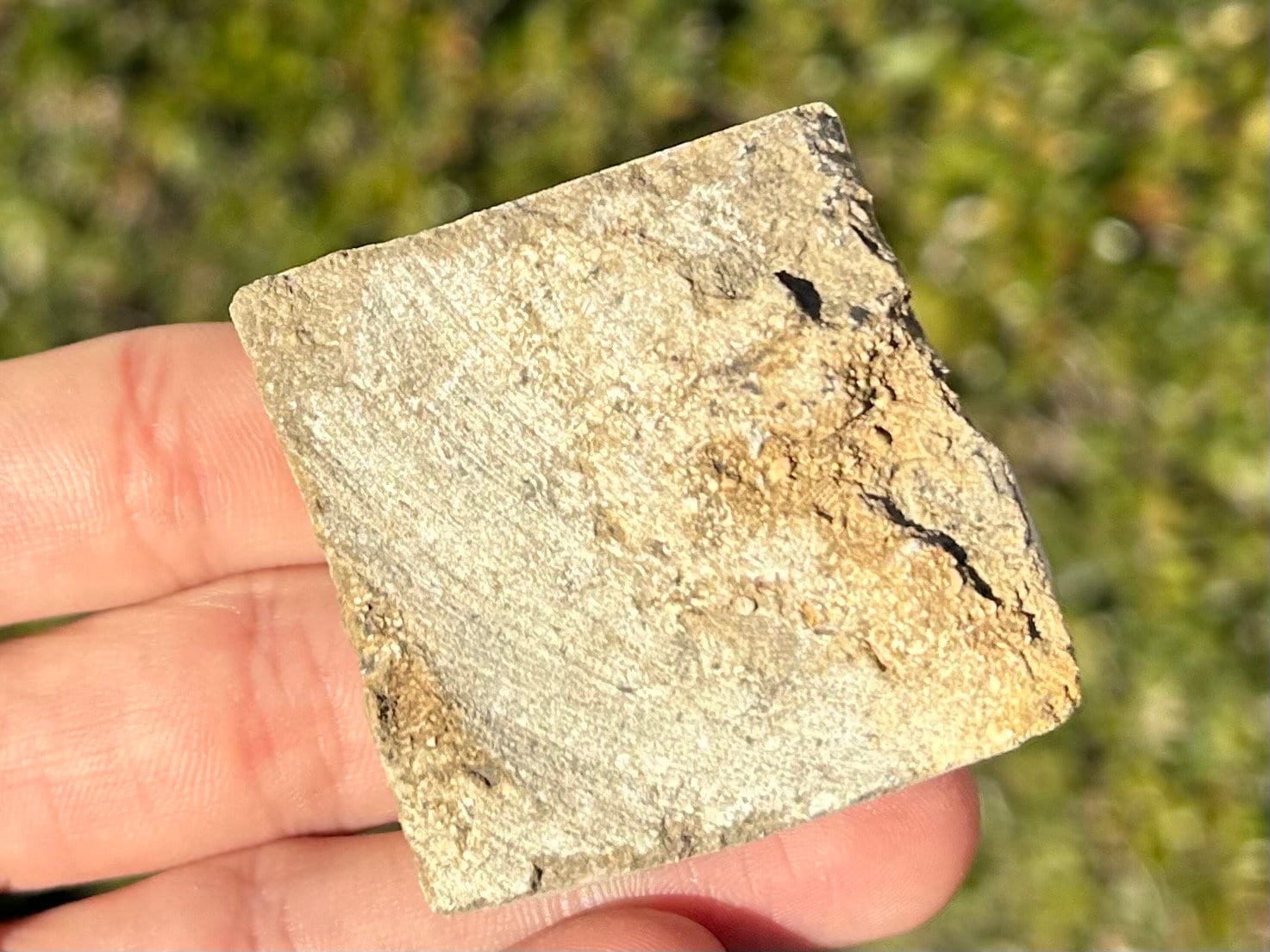 Alabama Fossil Crinoid in Matrix Mississippian Age Bangor Limestone ...
