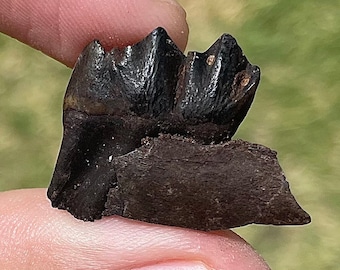 Fossil Deer Tooth - Etsy