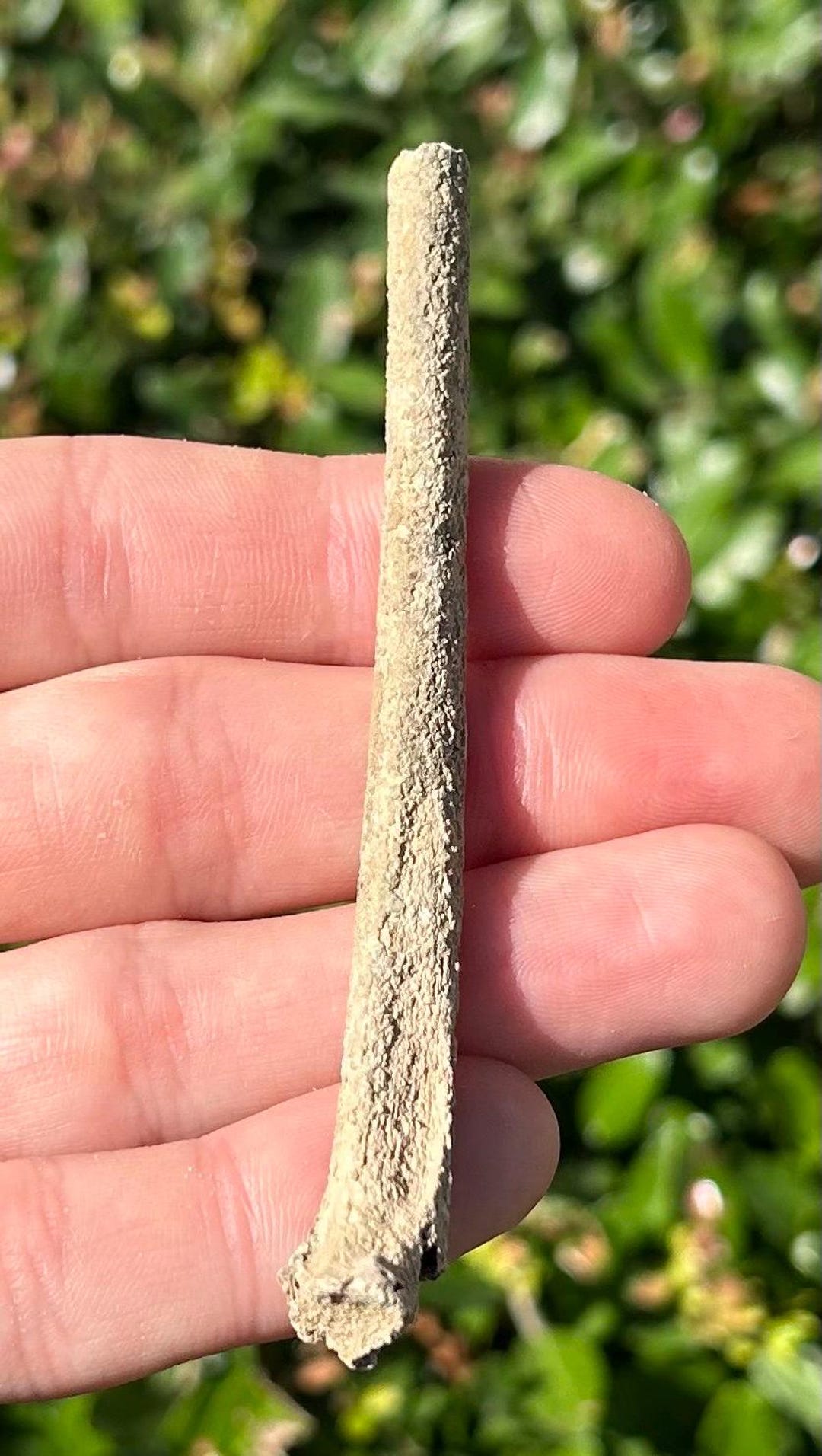 Florida Fossil Bird Bone Avian 3.5” Rare Pleistocene Age - Etsy