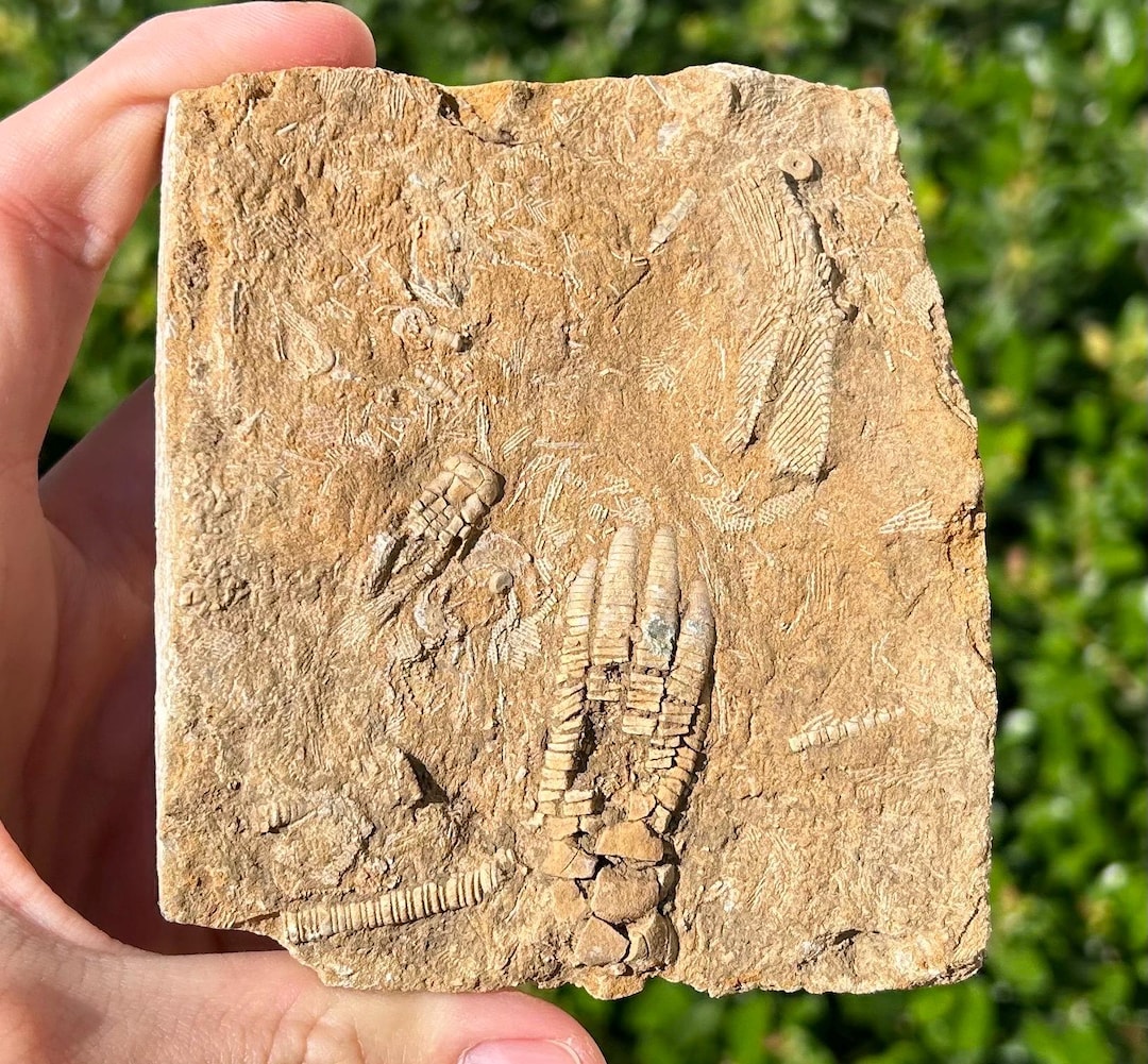 DOUBLE Fossil Crinoids in Matrix Phanocrinus and Pentaramacrinus Bangor Limestone Formation ...