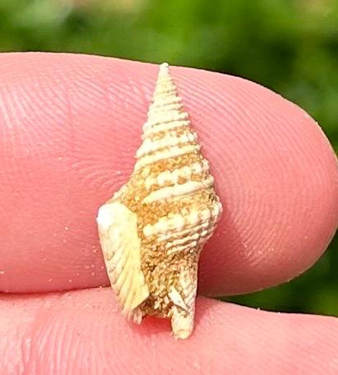 France Fossil Gastropod Drillia Denticula Miocene Age French Shell - Etsy