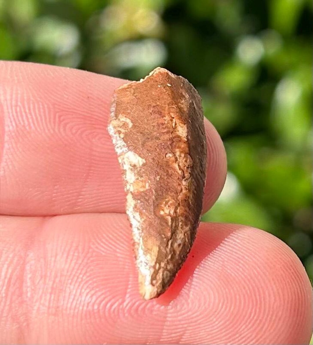 Abelisaur Theropod Dinosaur Tooth Morocco Cretaceous Age Kem Kem Raptor ...