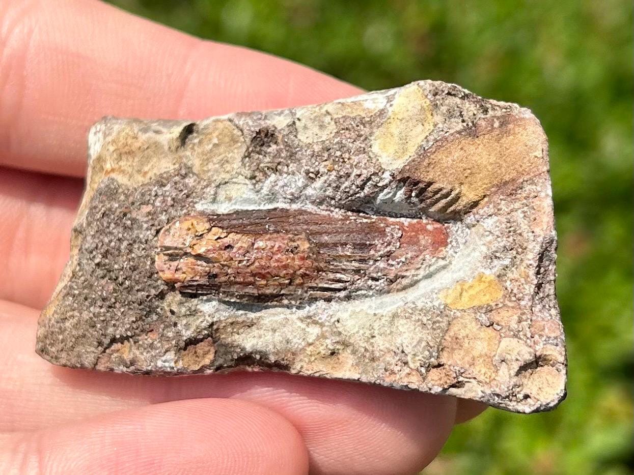 RARE Siamosaurus Dinosaur Tooth Fossil Theropod Spinosaurid Sao Khua ...
