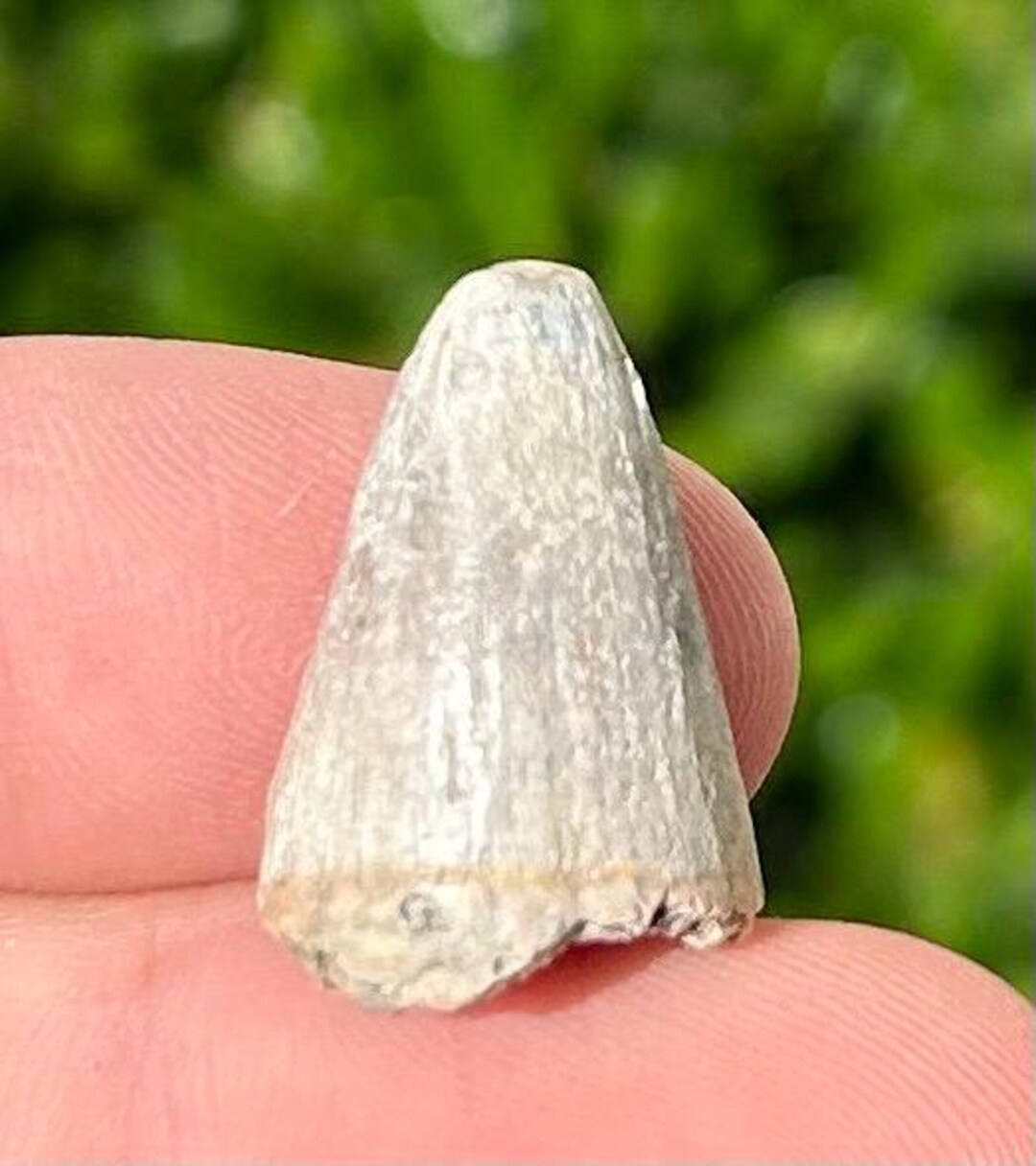 NICE Madagascar Fossil Crocodile Tooth Mahajangasuchus Cretaceous Croc ...