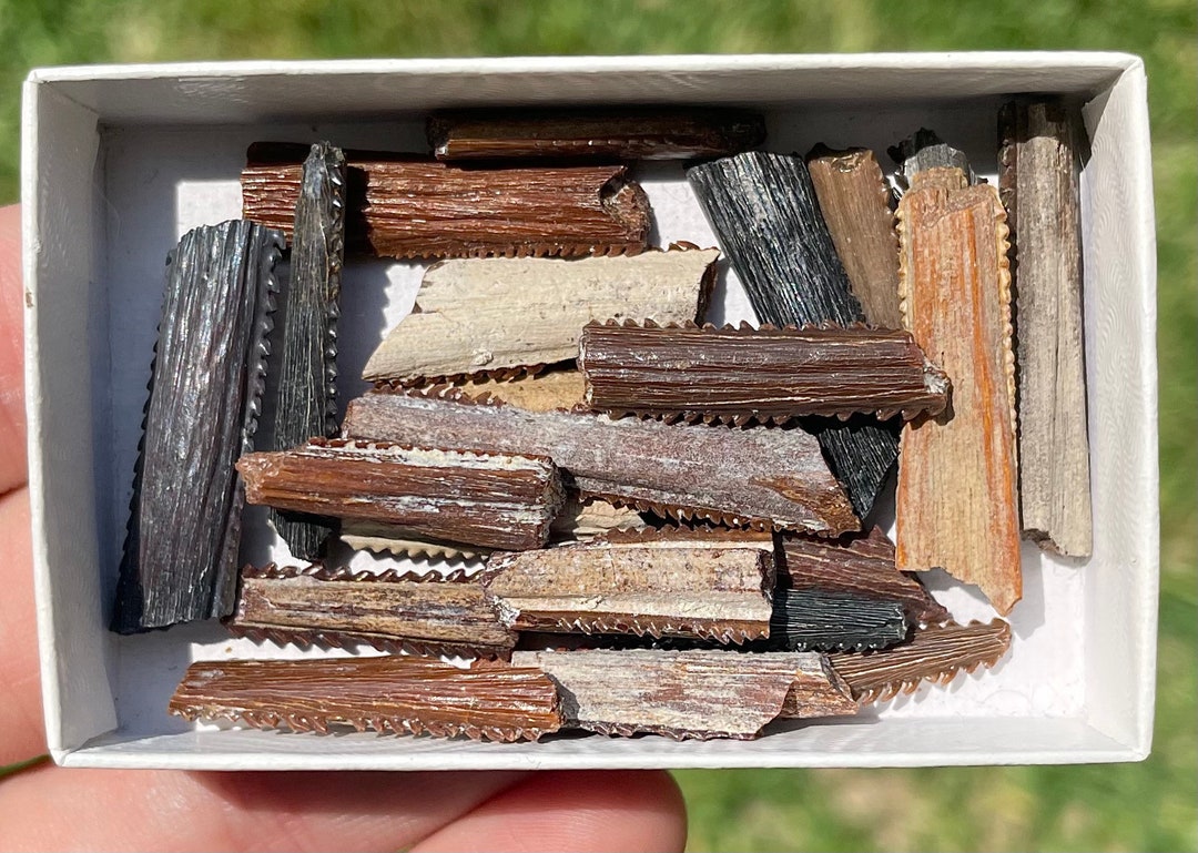 Florida Fossil Stingray Barbs Miocene Megalodon Age ONE PER PURCHASE - Etsy