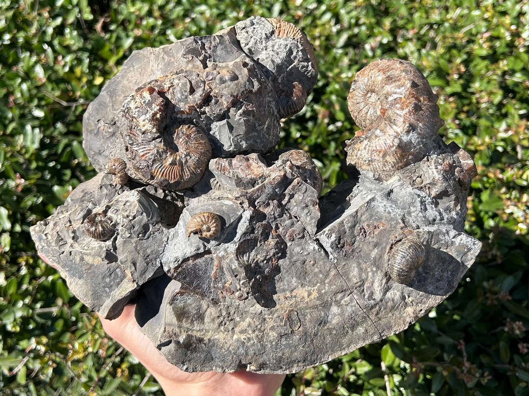 SUPERB Ammonite Fossil Cluster Scaphites Fox Hills Formation South ...
