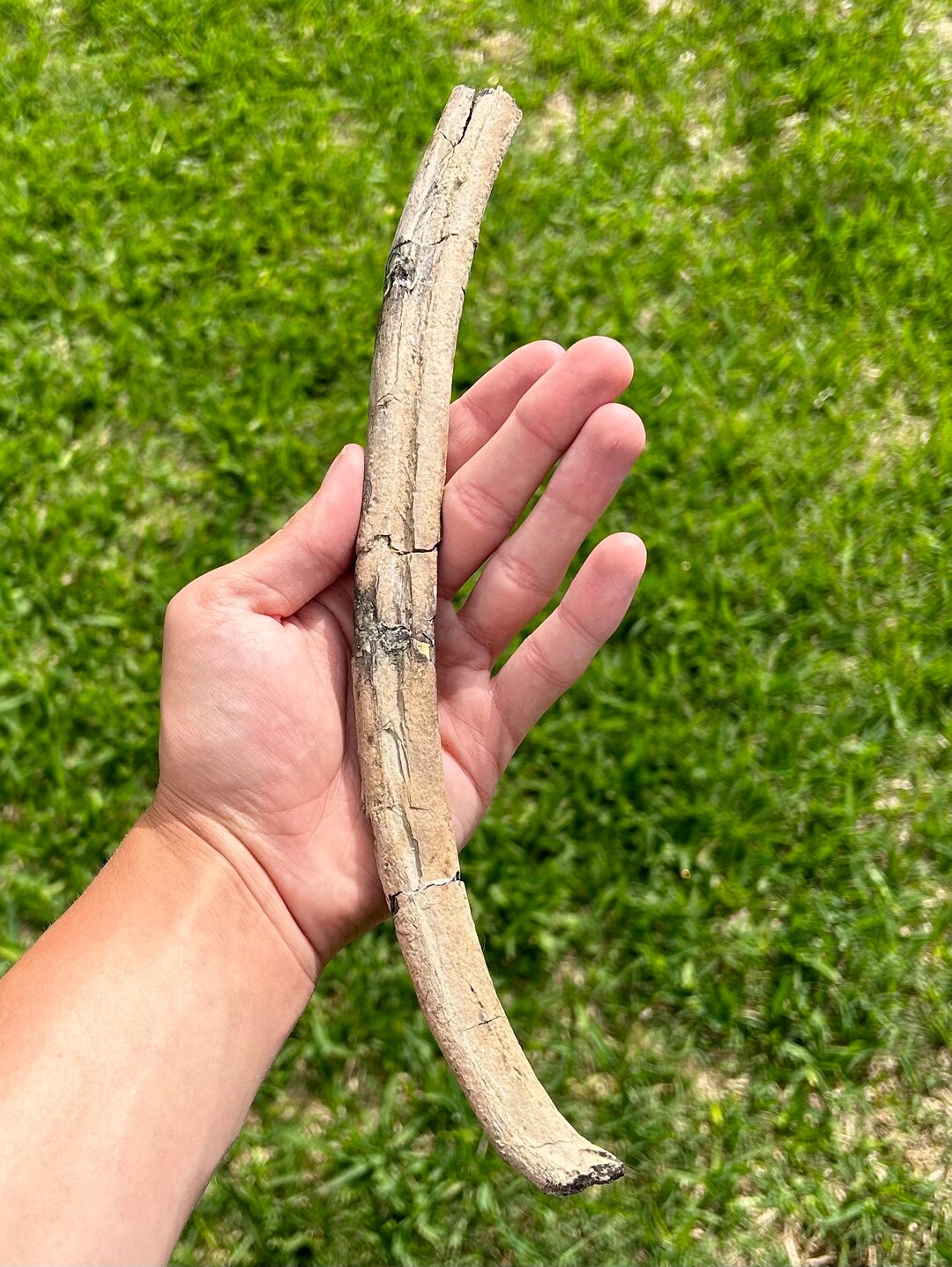 RARE Fossil Tylosaurus Mosasaur Rib Dinosaur Bone 11.4” Ozan Formation ...