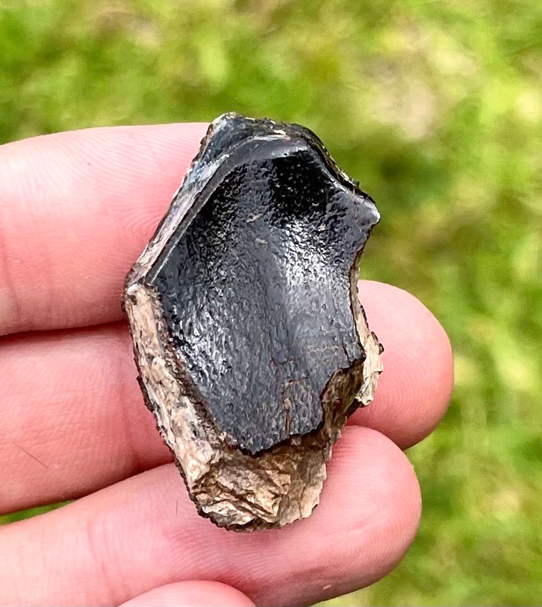 ULTRA RARE Portugal Sauropod Dinosaur Tooth Jurassic Age Lourinha ...