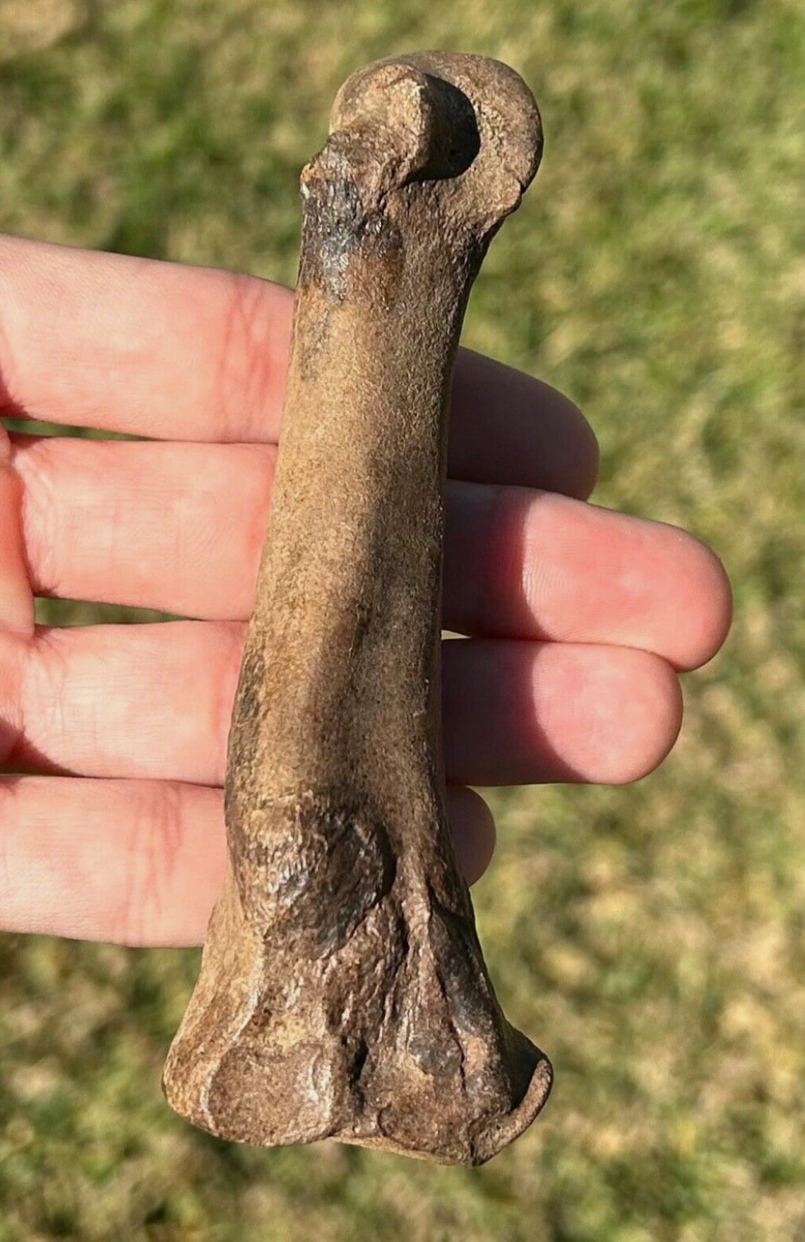 RARE Texas Panthera Atrox Fossil Metacarpal Bone Pleistocene Age ...