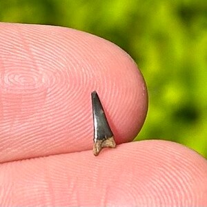 Fossil Sharks Tooth Texas Cretaceous Dinosaur Age Atco Formation Teeth ...