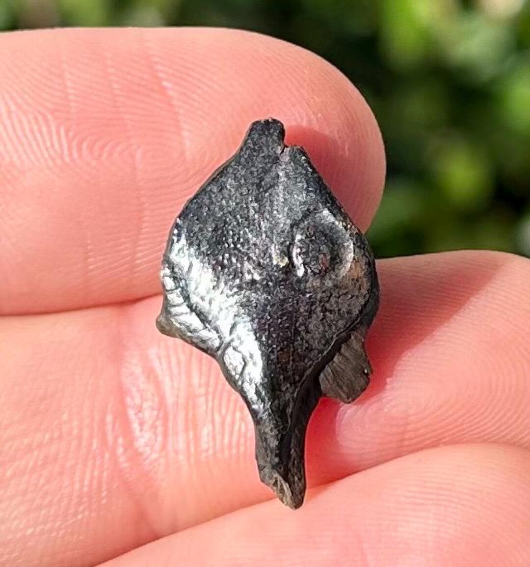 Florida Fossil Gar Fish Scale Lepistosteus Pleistocene Ice Age Saint ...