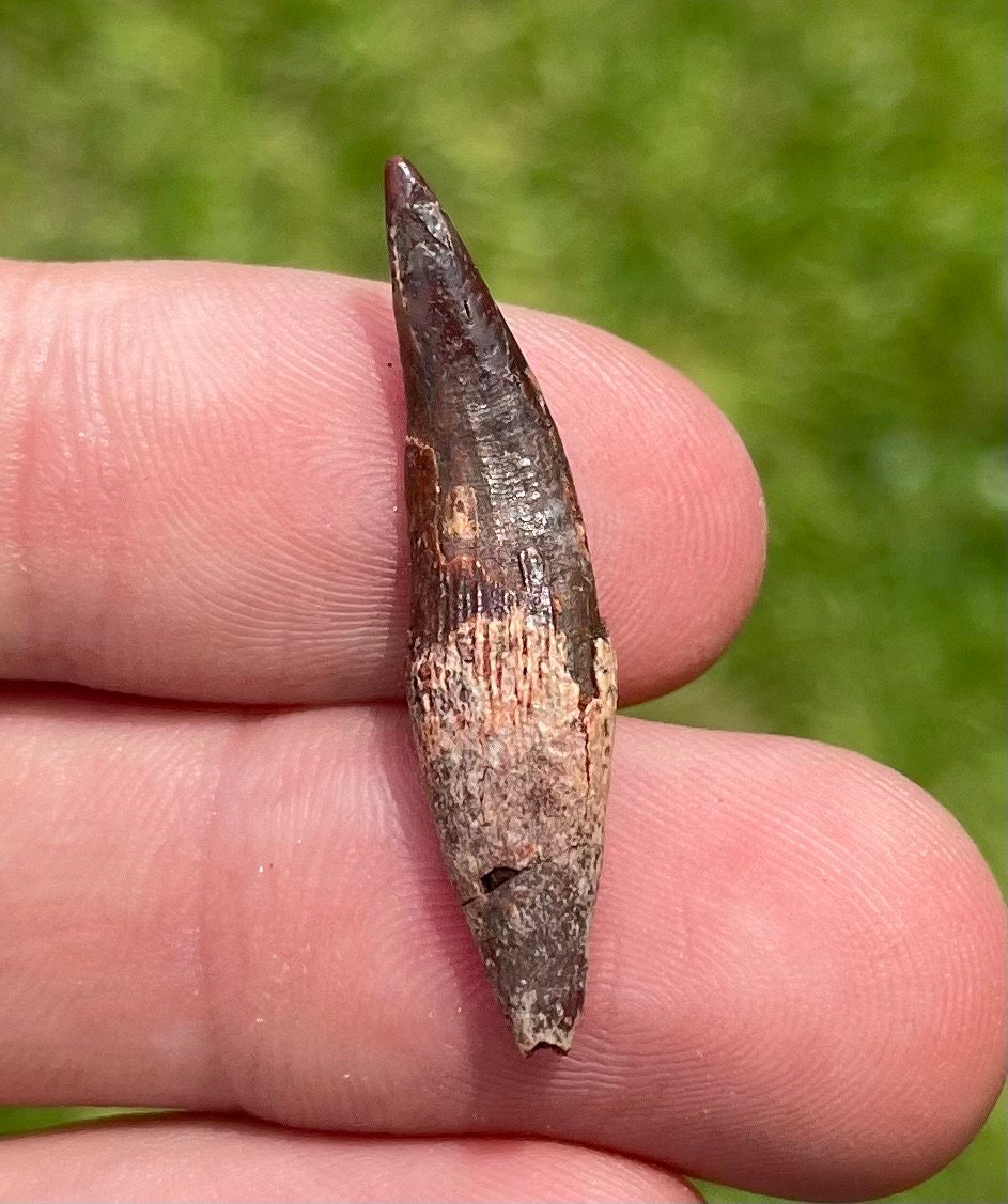 ROOTED Pterosaur Flying Dinosaur Tooth RARE Morocco Cretaceous Age Kem ...