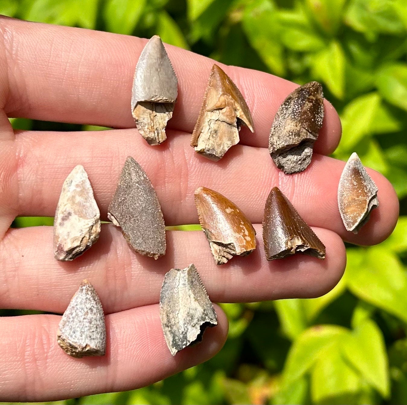 Majungasaurus Dinosaur Teeth Fossils Wholesale LOT OF 10 Madagascar ...