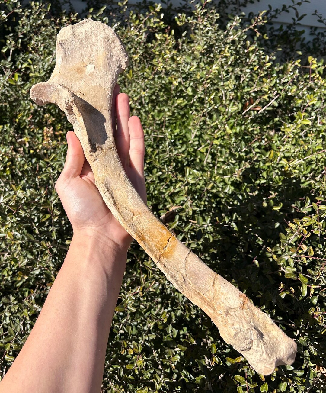Fossil Subhyracodon Ulna Oligocene Mammal Brontothere Titanothere North ...