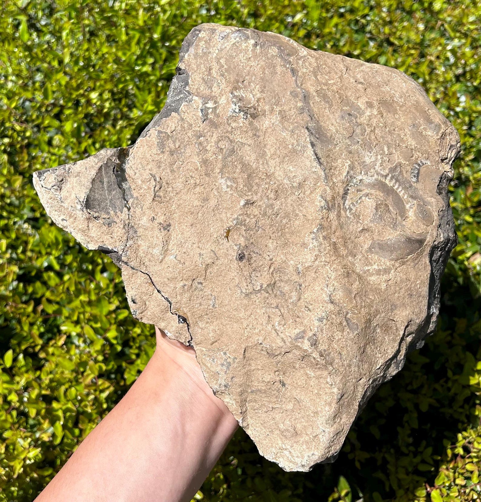 SUPERB Triassic Ammonite Fossils in Matrix Idaho Thayne Formation Multi ...