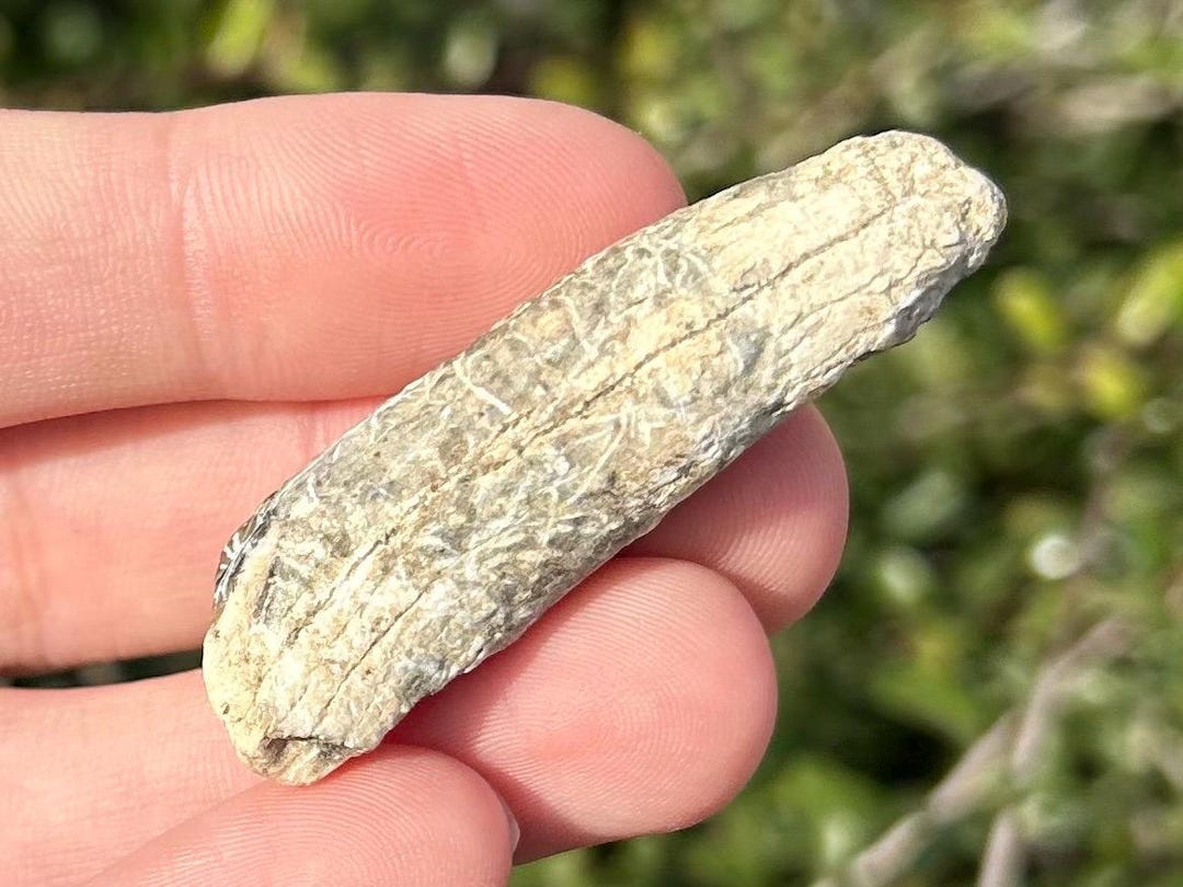 Mongolia Fossil Mammal Tooth Mesonychid? Irdin Manha Formation Eocene ...