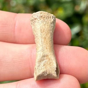 RARE Fossil Alioramus Tyrannosaur Dinosaur Toe Djadokhta Formation ...