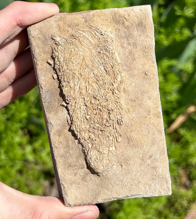 Alabama Fossil Crinoid Fossil in Matrix Bangor Limestone Formation ...