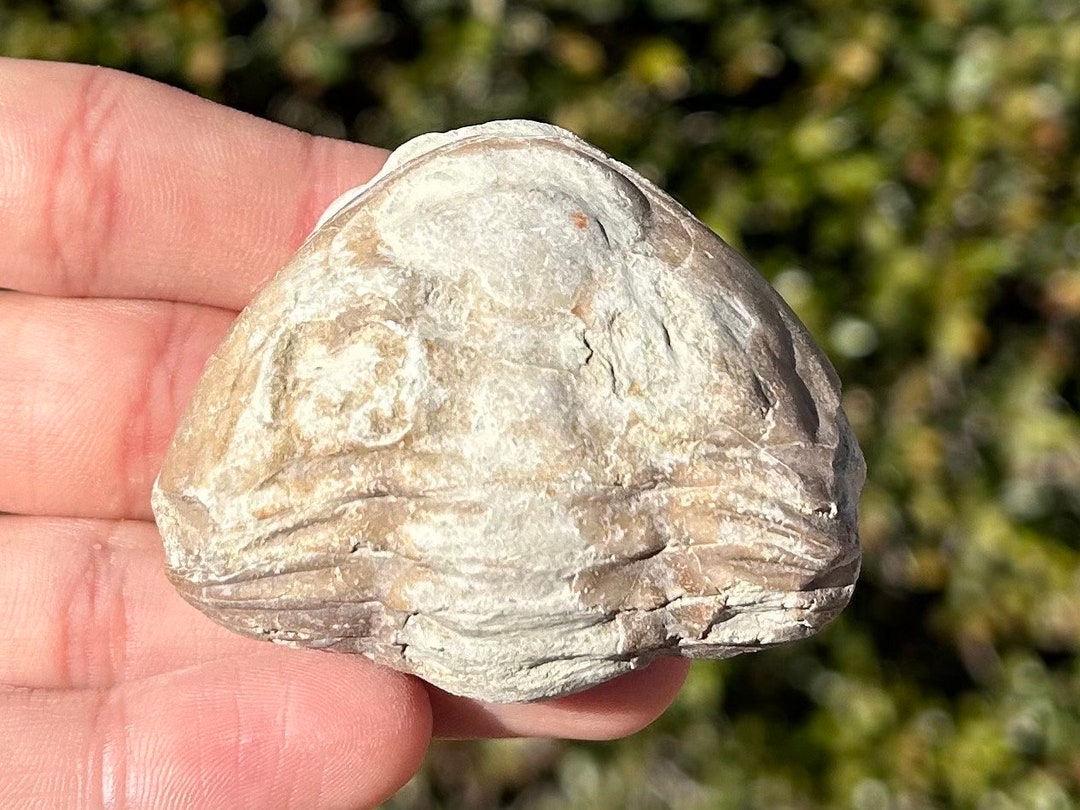 Russia Fossil Trilobite Asaphus Ordovician Saint Petersberg Bug Russian ...