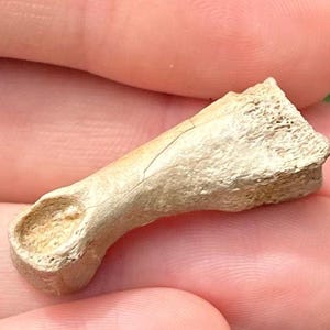 RARE Fossil Alioramus Tyrannosaur Dinosaur Toe Djadokhta Formation ...