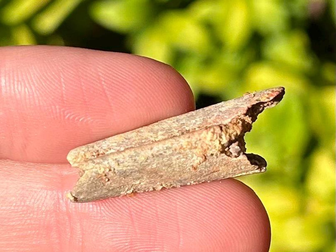 Pterosaur Fossil Beak Jaw RARE Flying Dinosaur Bones Kem Kem Morocco ...